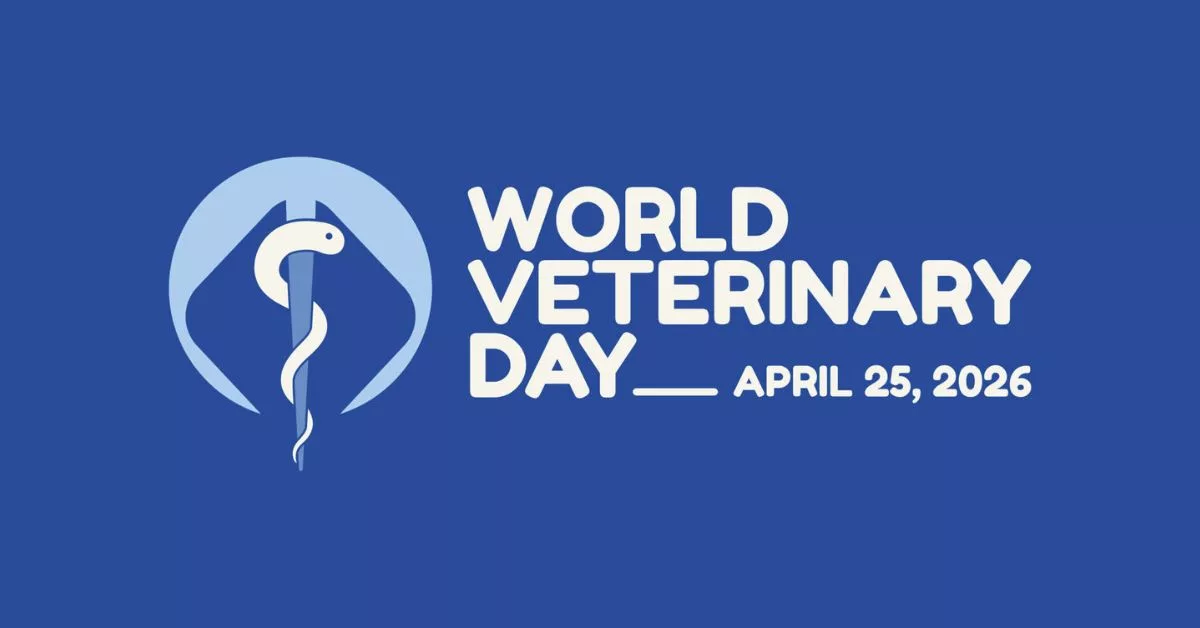 Is Taylor Swift Pregnant? Viral Travis Kelce Rumours Fact-Checked